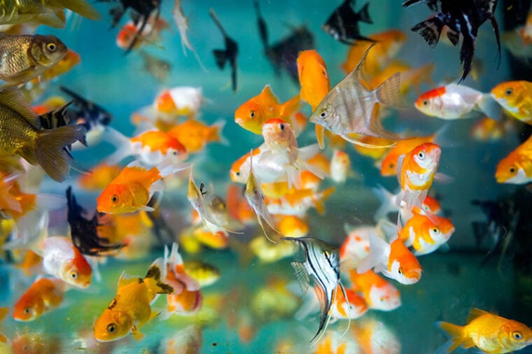 Tosakin Goldfish: Pictures, Size, Care, Tank Setup & More | Hepper Pet ...