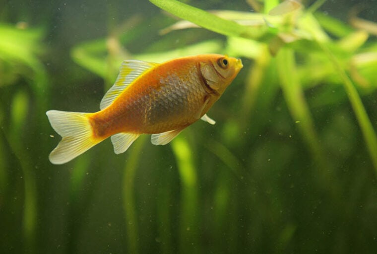 How to Take Care of Goldfish: Vet Approved Beginner’s Guide | Hepper ...