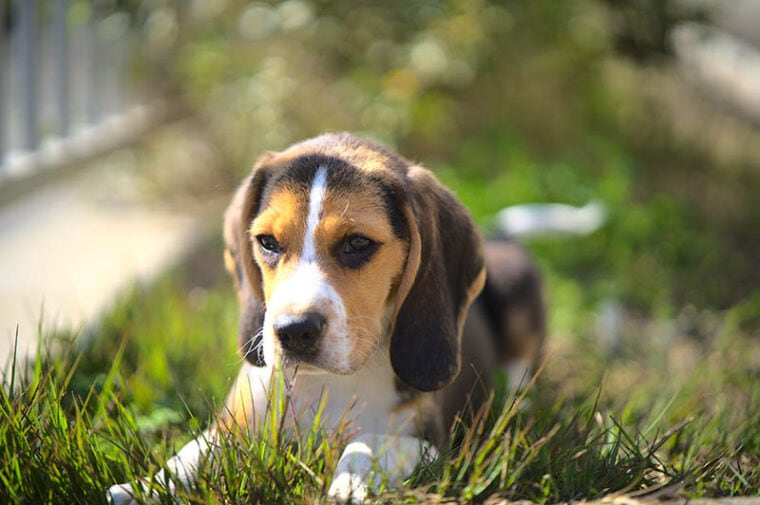 Pocket Beagle Dog Breed: Info, Pictures, Traits & More | Hepper Pet ...