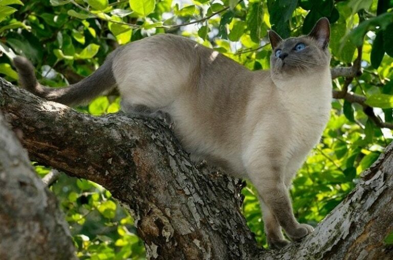 Blue Point Siamese Cat: Info, Pictures, Characteristics & Facts ...