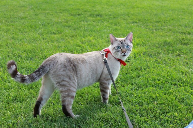 Blue Point Siamese Cat: Info, Pictures, Characteristics & Facts ...