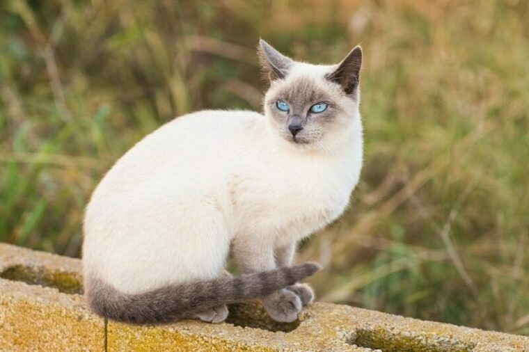 8 Cat Breeds With Pointy Ears: Info, Pictures & Facts | Hepper Pet ...