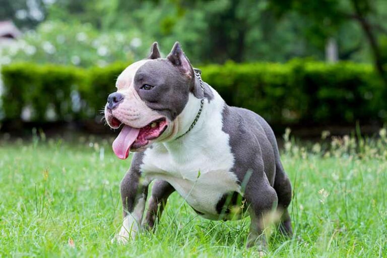 100+ Hip Hop and Rapper Dog Names: Ideas for Funky & Badass Pets ...