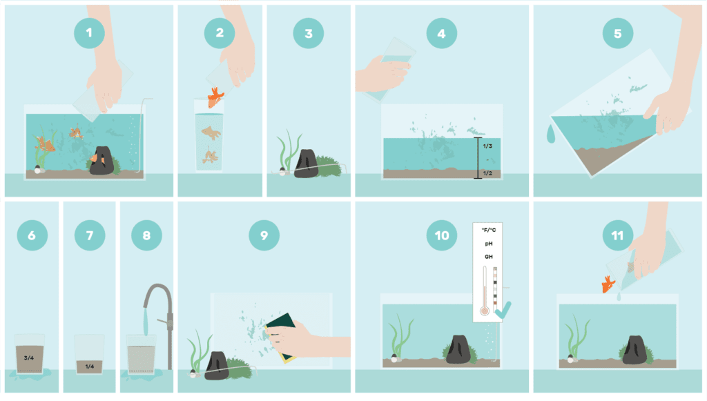 What Kind of Water Do Goldfish Need? Facts & FAQ (With Infographic ...