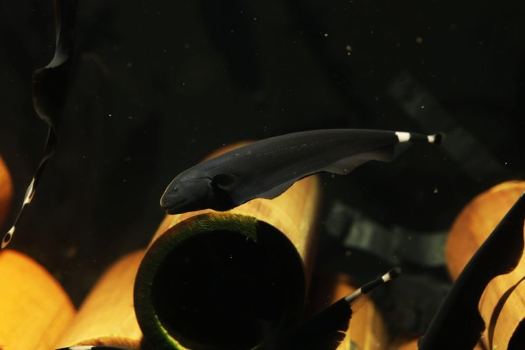 Black Ghost Knifefish: Care Guide, Behavior & FAQs | Hepper Pet Resources