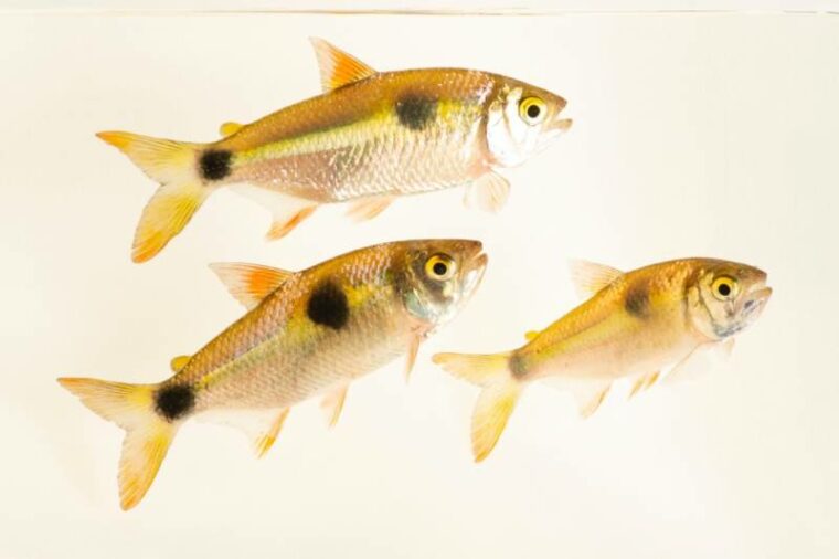 Bucktooth Tetra: Info, Pictures, Care & Vet-Approved Tank Setup Tips ...