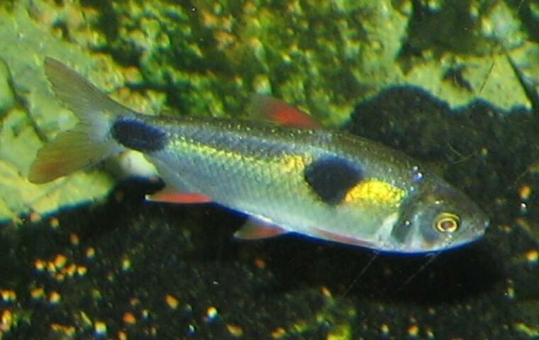 Bucktooth Tetra: Info, Pictures, Care & Vet-Approved Tank Setup Tips ...