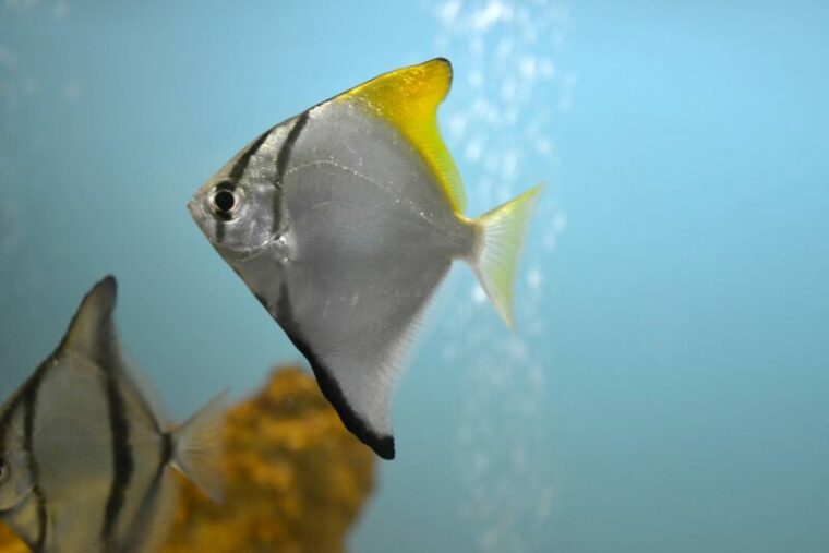 15 Types of Angelfish: Info, Common Strains, Care Tips & Pictures ...