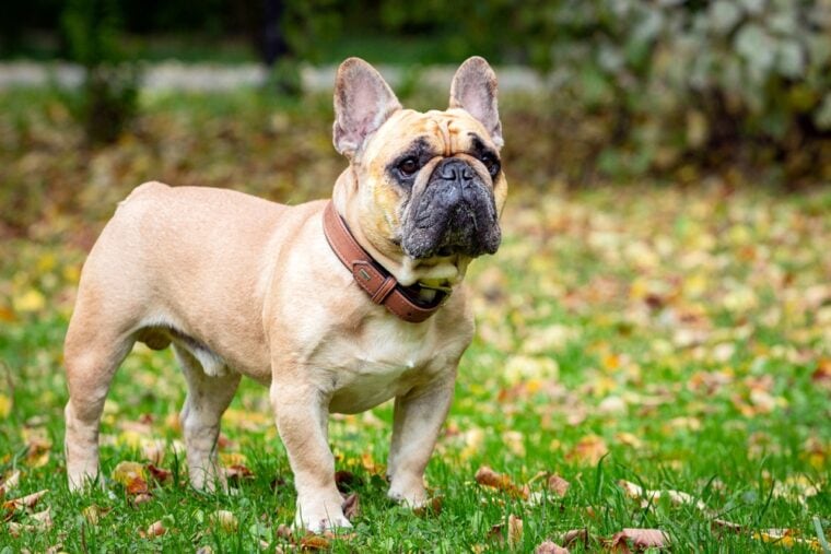 15 French Bulldog Colors & Patterns (With Pictures) | Hepper Pet Resources