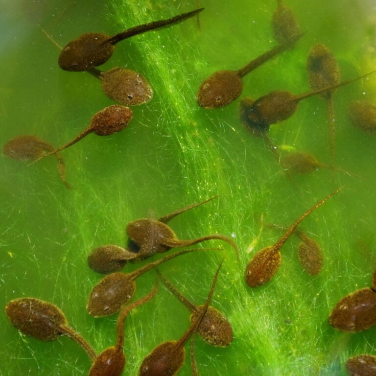 Can I Put Tadpoles in My Fish Tank? Our Vet Provides Information ...