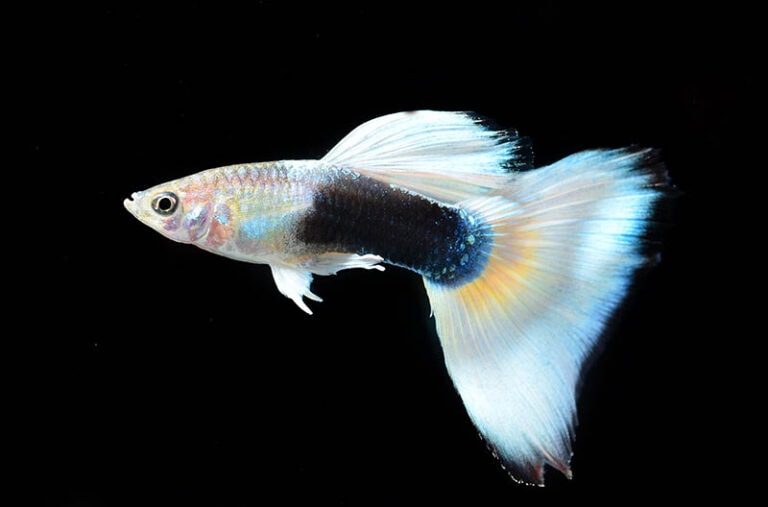 13 Different Types Of Guppies: Colors, Shapes & Patterns (With Info ...