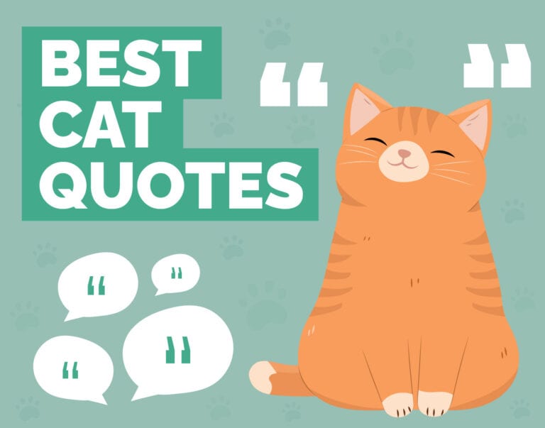 50 Best Cat Quotes: Cute, Famous, & Comical | Hepper Pet Resources