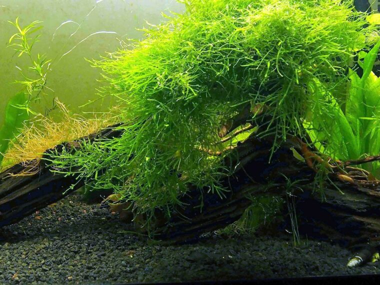 9 Best Live Plants For Turtle Tanks - 2026 Reviews & Top Picks | Hepper ...