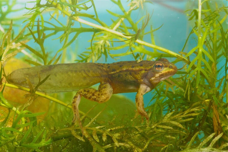 Can I Put Tadpoles in My Fish Tank? Our Vet Provides Information ...