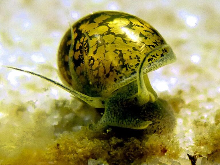 10 Types of Freshwater Aquarium Snails (With Info & Pictures) | Hepper ...