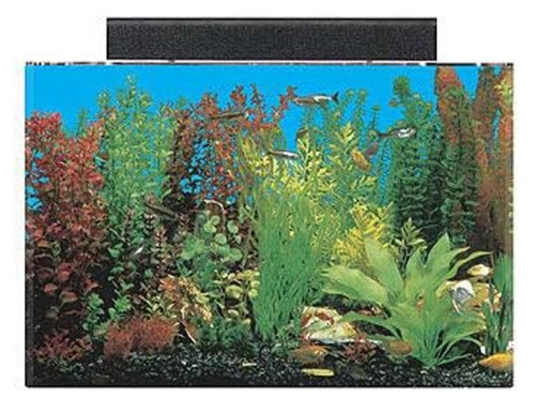 9 Best Tanks for African Dwarf Frogs in 2026: Reviews & Top Picks ...