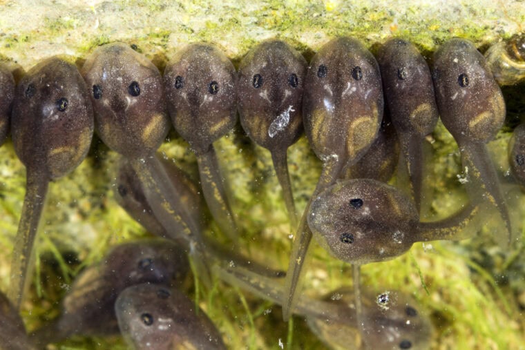 Can I Put Tadpoles in My Fish Tank? Our Vet Provides Information ...