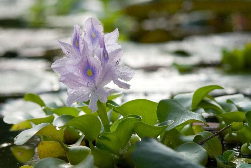 9 Best Live Plants For Turtle Tanks - 2026 Reviews & Top Picks | Hepper ...