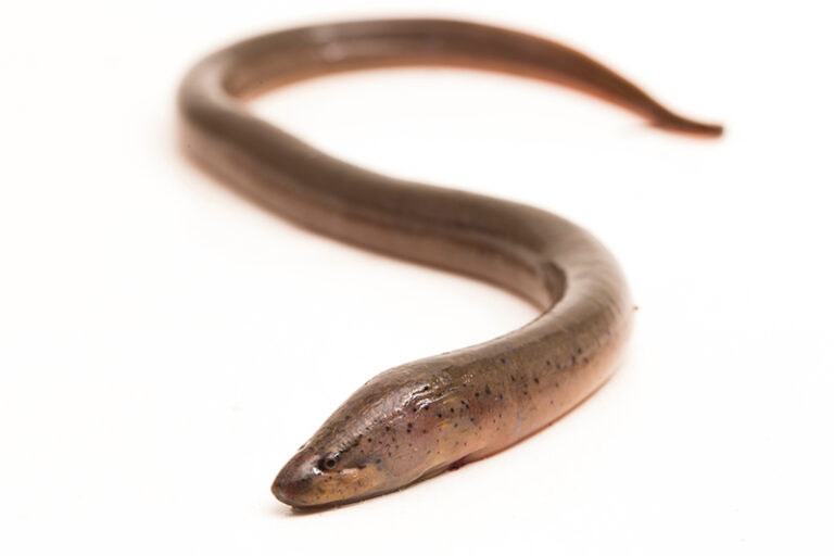 10 Types of Freshwater Eels for Your Home Aquarium: Info, Pictures ...