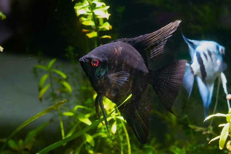 15 Types of Angelfish: Info, Common Strains, Care Tips & Pictures ...