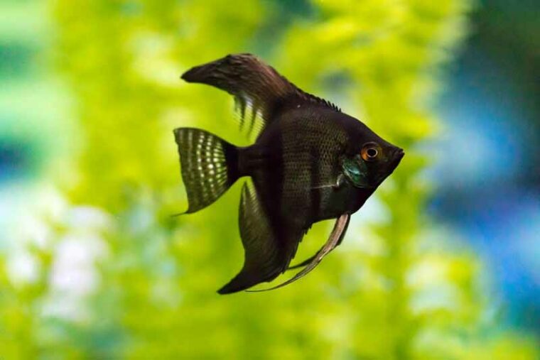 15 Types of Angelfish: Info, Common Strains, Care Tips & Pictures ...