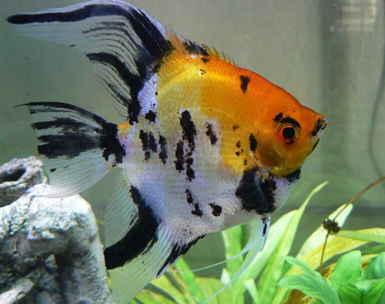 15 Types of Angelfish: Info, Common Strains, Care Tips & Pictures ...