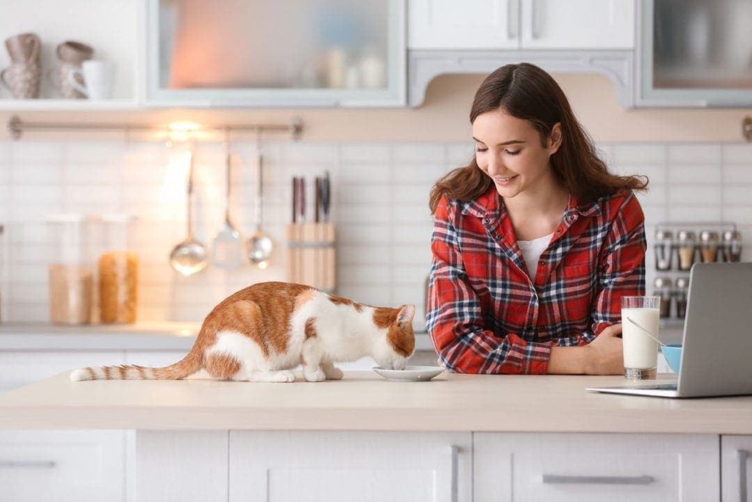 Human-Grade Cat Food: What It Is & How It’s Different | Hepper Pet ...