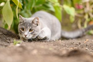 Do All Cats Have Webbed Feet? Is It Typical? | Hepper Pet Resources