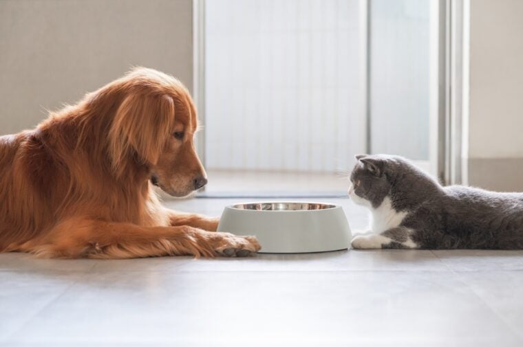 What's The Best Material For Pet Bowls? Safest & Healthiest Options ...