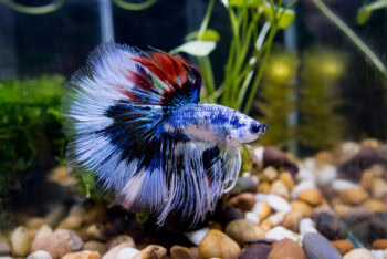 Betta Fish Fin Rot: Vet-Approved Causes, Signs, Treatment & Prevention ...