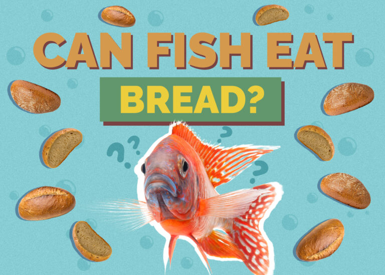 Can Fish Eat Bread? Is It Good or Bad for Them? Health & Safety Facts ...