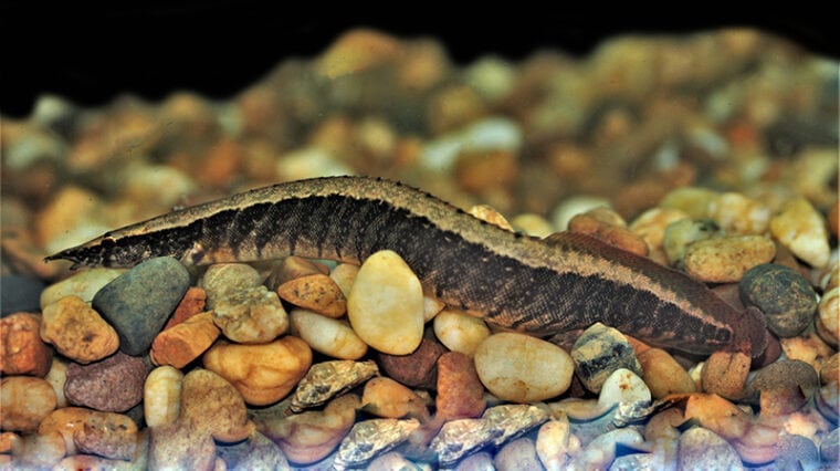 10 Types of Freshwater Eels for Your Home Aquarium: Info, Pictures ...