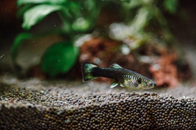 13 Different Types Of Guppies: Colors, Shapes & Patterns (With Info ...