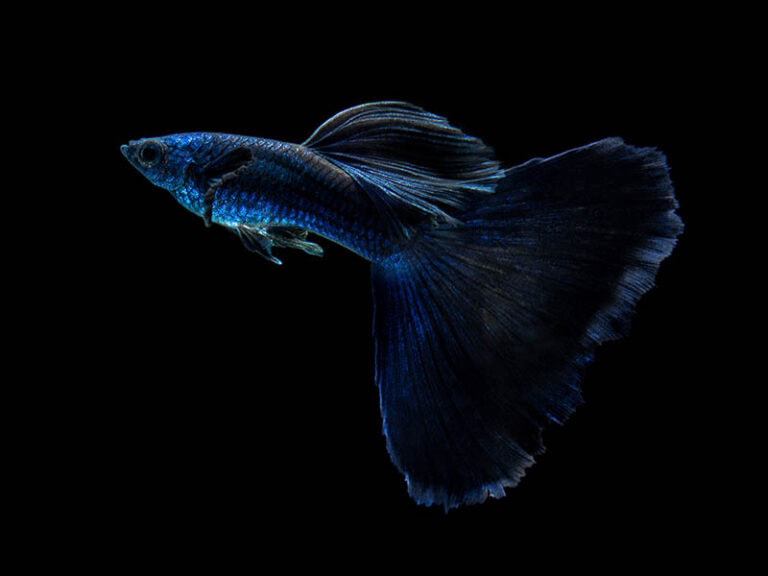 13 Different Types Of Guppies: Colors, Shapes & Patterns (With Info ...