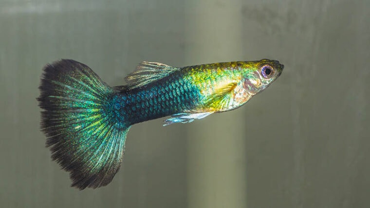 13 Different Types Of Guppies: Colors, Shapes & Patterns (With Info ...