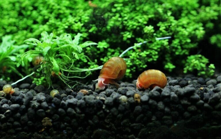 10 Types of Freshwater Aquarium Snails (With Info & Pictures) | Hepper ...