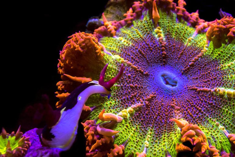 Blue Koi Fish: Info, Pictures, Care, Diet & More | Hepper Pet Resources