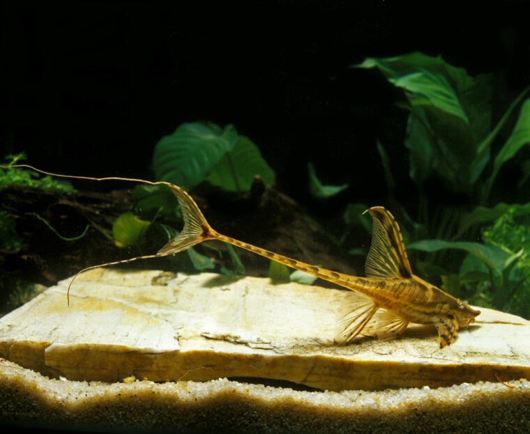 9 Best Algae Eater Fish to Help Keep Your Tank Clean (With Pictures ...