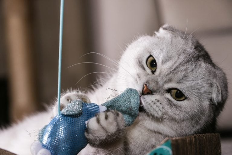Scottish Fold Colors - 20 Common and Rare Varieties (With Pictures ...