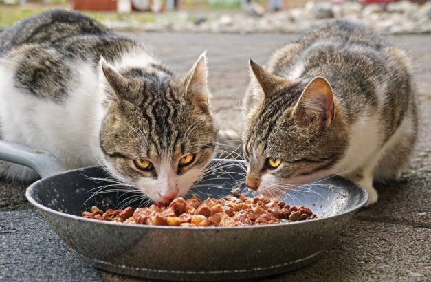 10 Cat Food Trends to Watch in 2026 | Hepper Pet Resources