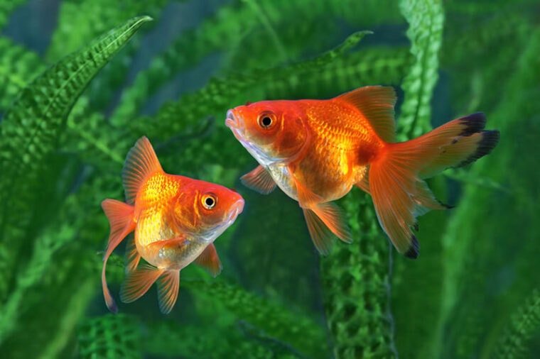 How to Breed Goldfish: 11 Vet-Approved Tips | Hepper Pet Resources