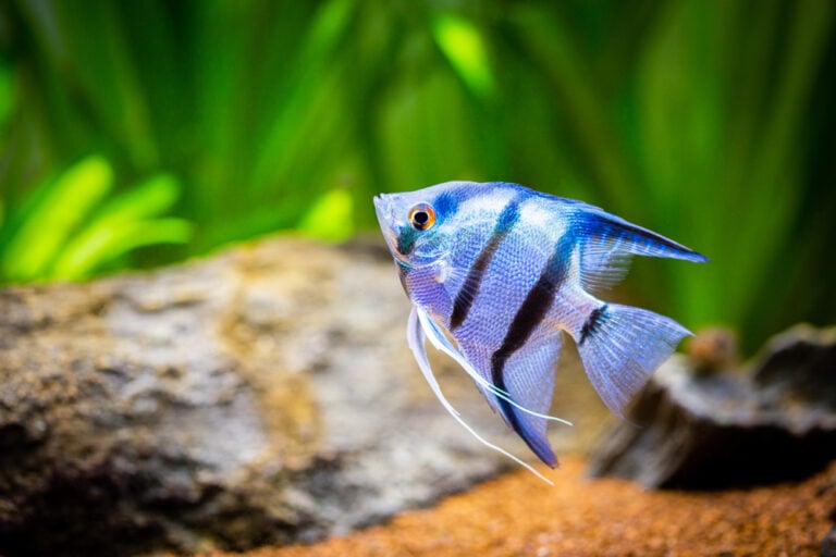 11 Tank Mates for Silver Dollar Fish (With Pictures) | Hepper Pet Resources
