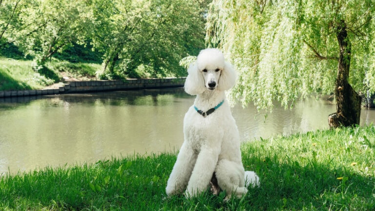 12 Dog Breeds That Look Like Poodles (With Info & Pictures) | Hepper ...