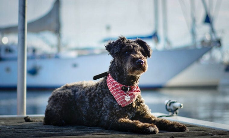 11 Poodle Colors & Markings (With Pictures) | Hepper Pet Resources