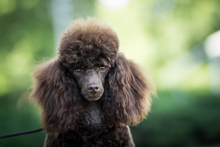 11 Poodle Colors & Markings (With Pictures) | Hepper Pet Resources