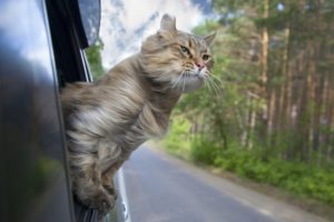 Why Do Cats Love to Look Out of Windows? 10 Reasons For This Behaviour ...
