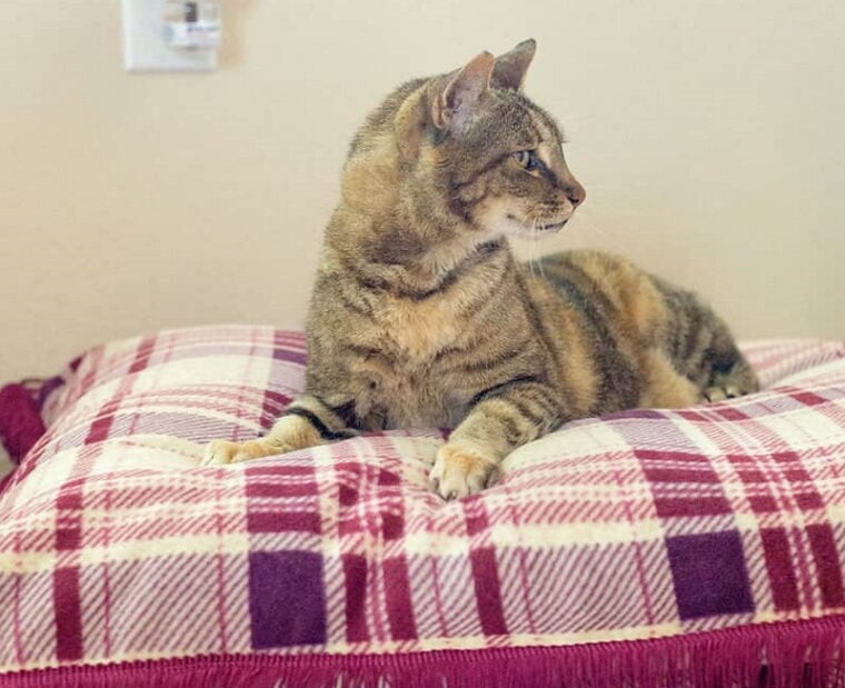 20 DIY Cat Bed Plans You Can Make Today (With Pictures) | Hepper Pet ...
