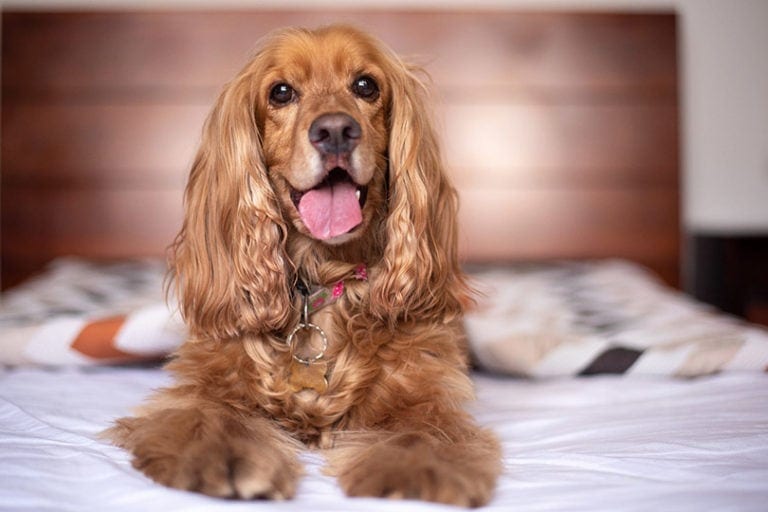 5 Types of Spaniel Dog Breeds & Their Differences (With Info & Pictures ...