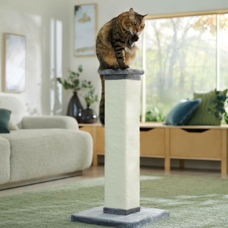 10 Best Cat Scratching Posts - 2025 Reviews & Top Picks | Hepper Pet ...