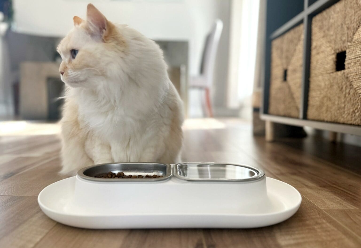 Where Should I Put Cat Food and Water Bowls? 5 Vet-Approved Places ...